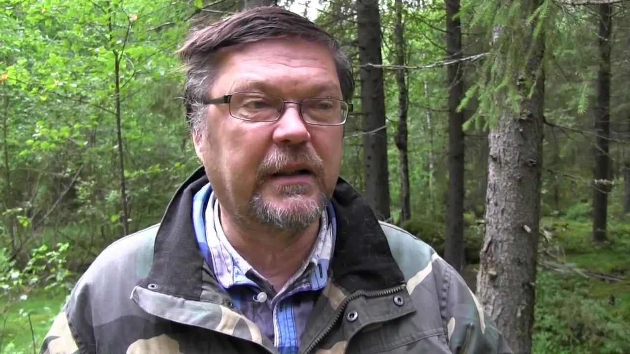 Sieniasiantuntija Lasse Kosonen: Sienivuosi näyttää lupaavalta!