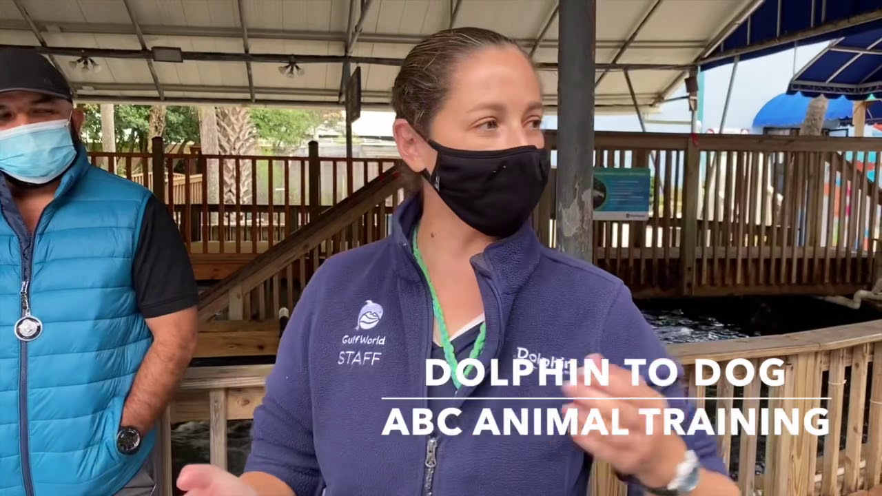 🐧 Penguin training 🐧