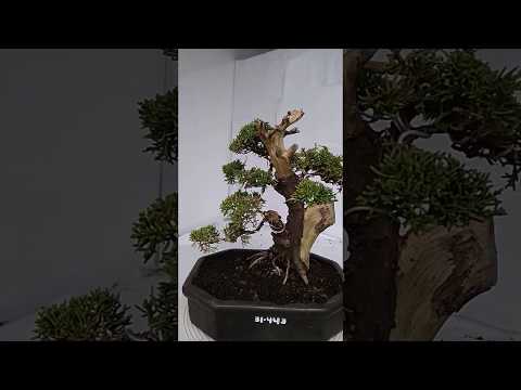 Bonsai Juniperus Chinensis Sargentii 31.443