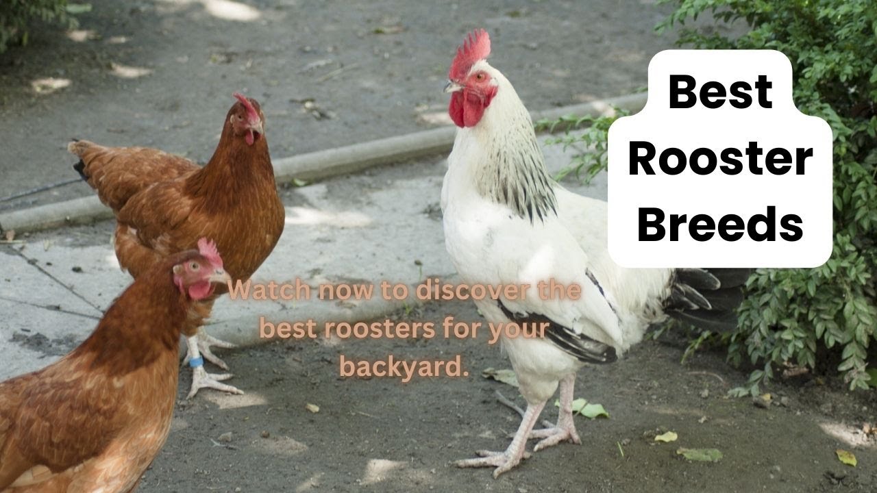 Best Rooster Breeds for Flock Protection - Ultimate Guide & Tips