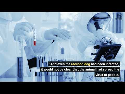 Covid-19 found in raccoon dogs in China, strengthens natural origin theory: Report