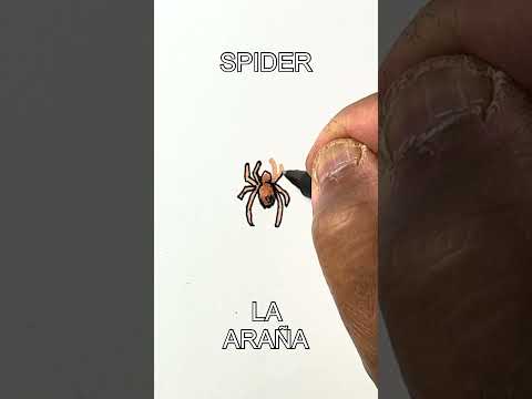Learn Spanish! ¡Aprenda Inglés! SPIDER : LA ARAÑA