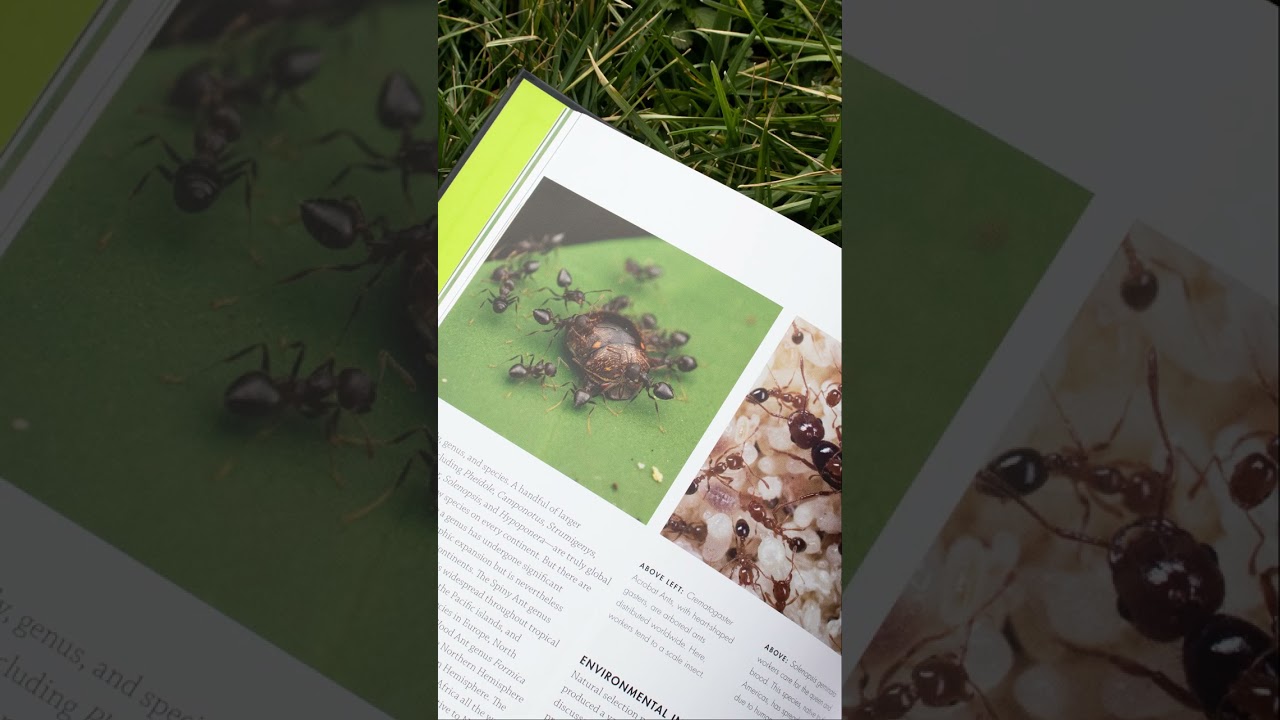 Ants: A Visual Guide| Photo Gallery