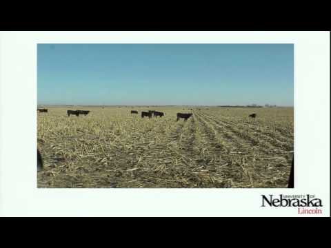 Economics of Confining Cows and Calves