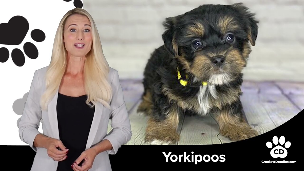 Yorkipoo Breed Information and Characteristics