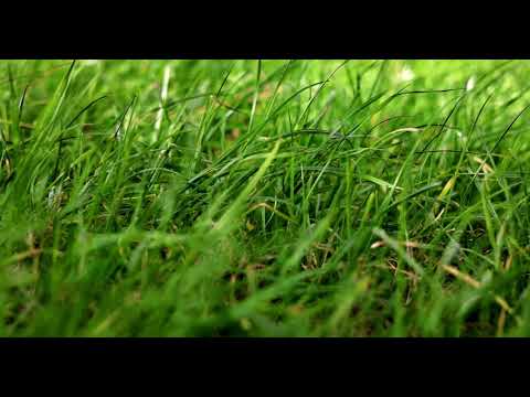 Green grass in the wind - 4K free stock video