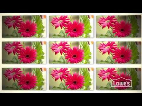 What are Annual Flowers?