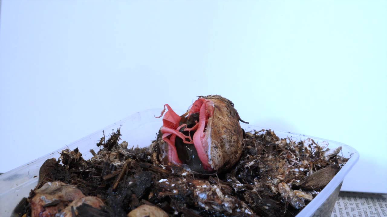 Stinkhorn Time Lapse