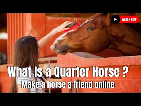 What Is a Quarter Horse ? | Make a horse a friend online