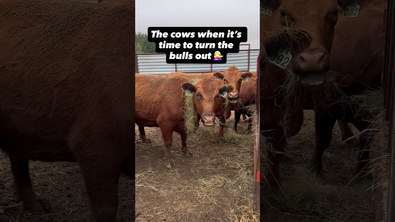 “He can’t resist this” 💁‍♀️ #cattle #bulls #cows