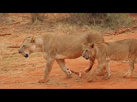 The Man-Eaters of Tsavo