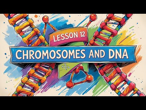 Lesson 12 🧬 What Are DNA and Chromosomes? Let’s Break It Down!