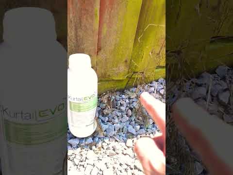 How to get rid of Mares Tail in your garden #lewisgardenservicesltd #weedcontrol
