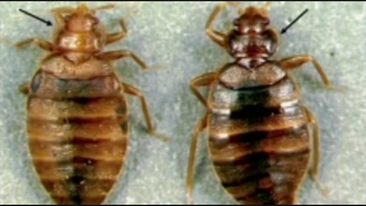 Rare bed bug returns to Florida