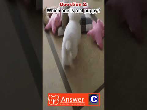 Furry Quiz Time – Level 1 #shorts