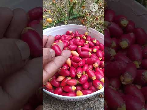 Red Areca Nut | Garden Arecanut | Palm Fruit | Beautiful Red Areca nut #shots #ytshorts #arecanut