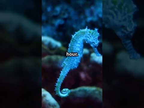 Top 5 SLOWEST ANIMALS on Earth. #shortsbeta