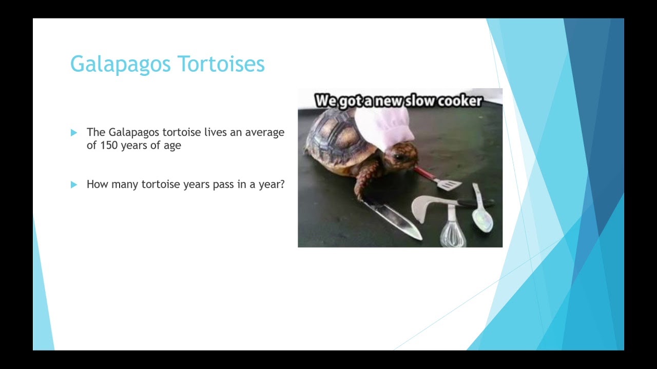 Math 7: Animal Lifespans Project!