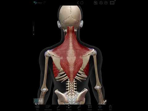 Muscles that Move the Scapula | Visible Body
