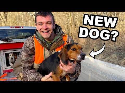 Should I Get Another Rabbit Hunting Dog? (New Beagle Boy)