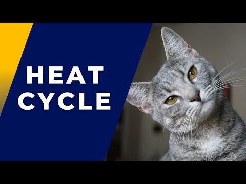 Cat Heat Cycle