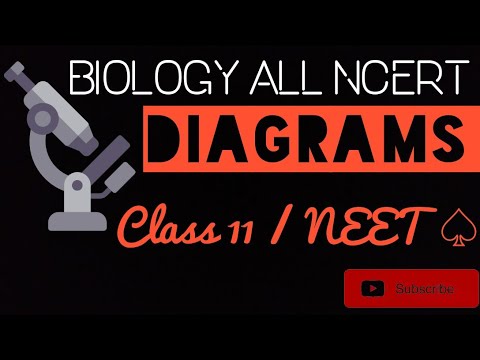 ❤ ALL NCERT BIOLOGY DIAGRAMS CLASS 11 | NEET 2021 |
