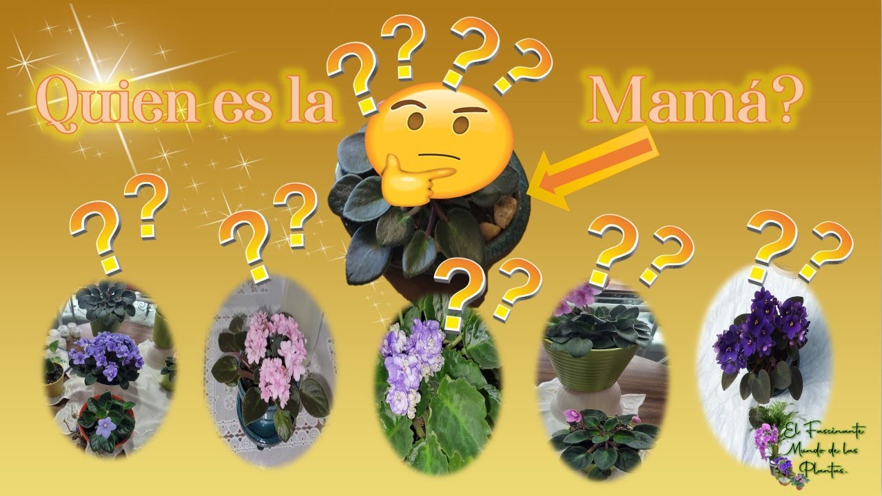 Mi Violeta bebé ha dado sus primeras flores...