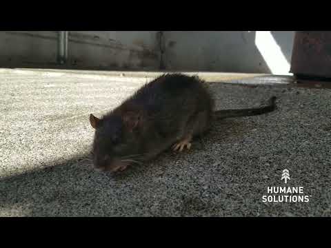 Poisoned Rat Dying From Rodenticides