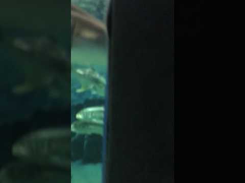 Sand Tiger Shark UpClose