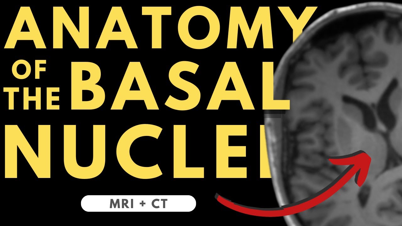 Understanding the Basal Ganglia: A Comprehensive Guide to Neuroanatomy | Galaxy.ai