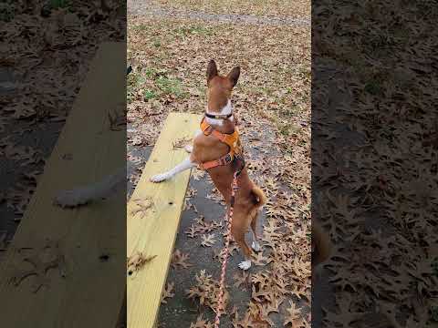 👀 looking around #basenji #dogs #shorts
