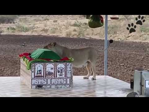 Dargah Sharif Me Lion 🦁 || Lion At Dargah #girforest #girjungle #lion