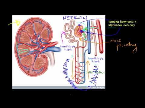 Nerka i nefron (film) | Biologia człowieka | Khan Academy