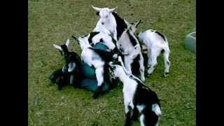 A Very Lucky Girl Is Tackled By A Horde Of Baby Goats