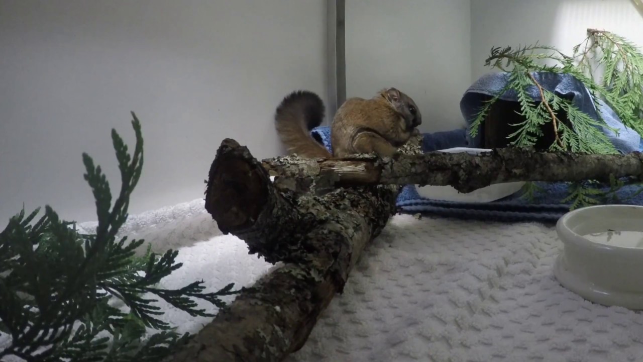 Northern Flying Squirrel Dec 19 2017