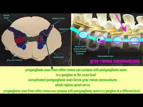 autonomic pathways