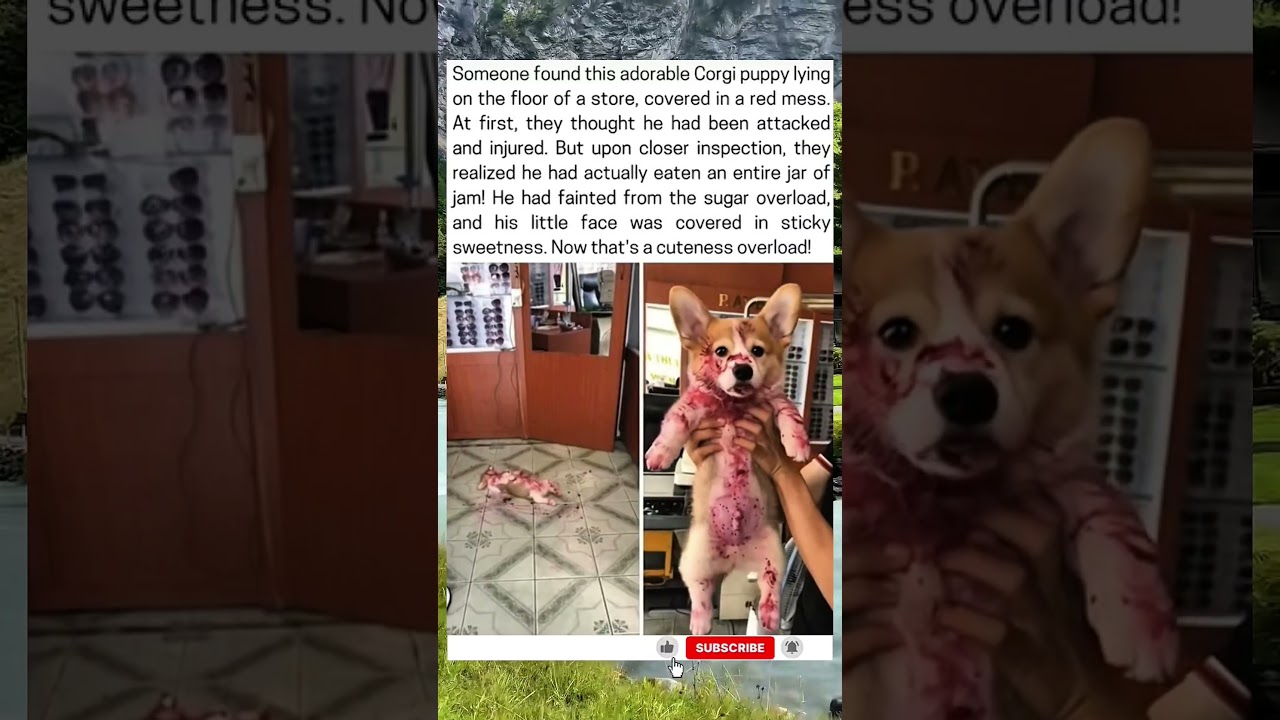Someone found a Corgi puppy covered in red, and thought the worst… turns out he ate an.....