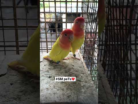 African love birds ????@smpets #africanlovebird #africanlovebirdbreeding #africanlovebirdpairing #bird