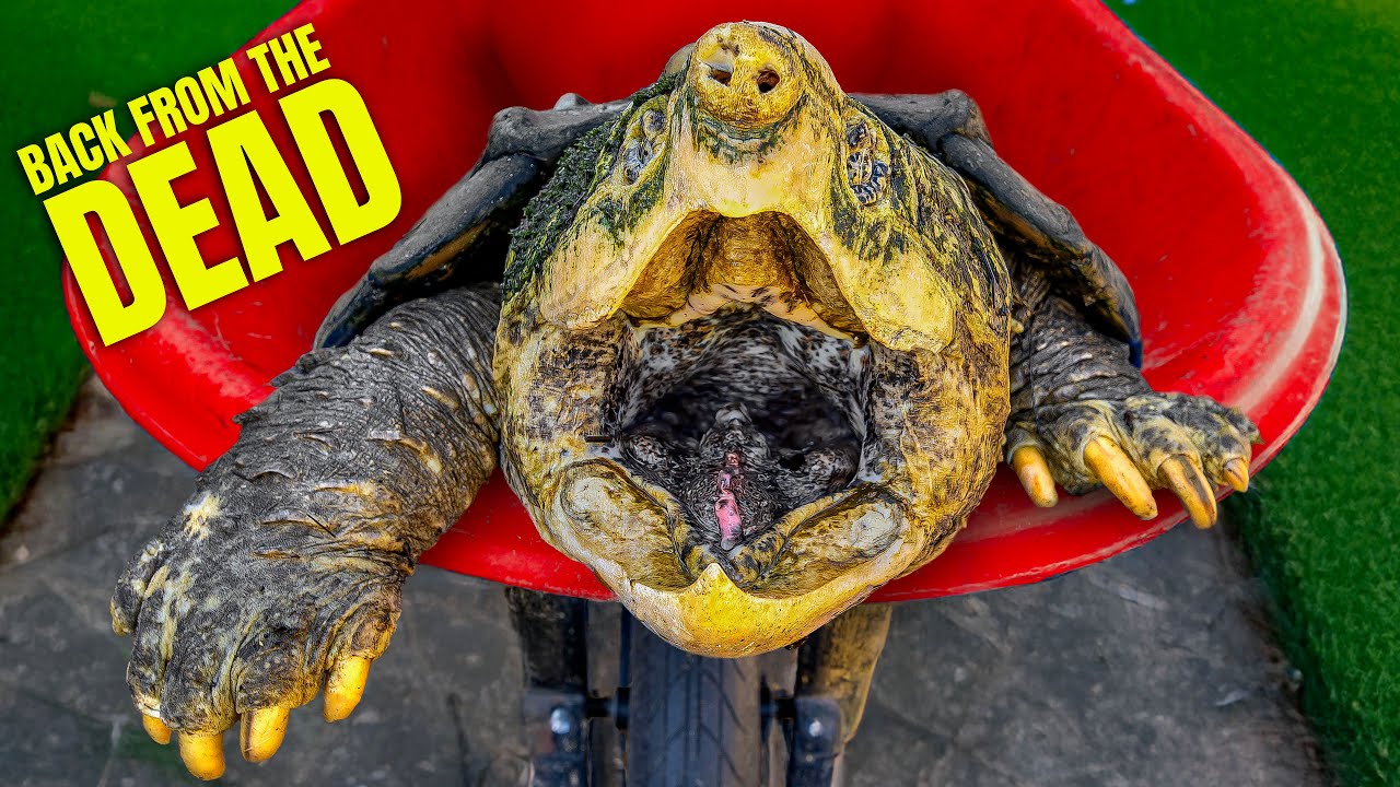 Keeping This Turtle Alive Wasn’t Enough… We Need Help. 