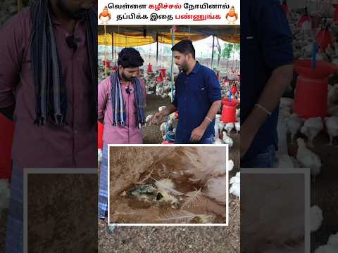 கோழிகளை வெள்ளை கழிச்சல் நோயிலிருந்து காப்பாற்றுவது எப்படி? Medicine for White Poop Disease #Shorts