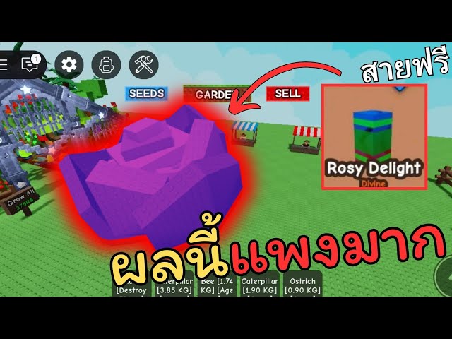 Rosy Delight แพงมาก!! ( สายฟรี ) [☀️] Grow a Garden 🍏 | วิดีโอครีเอเตอร ...