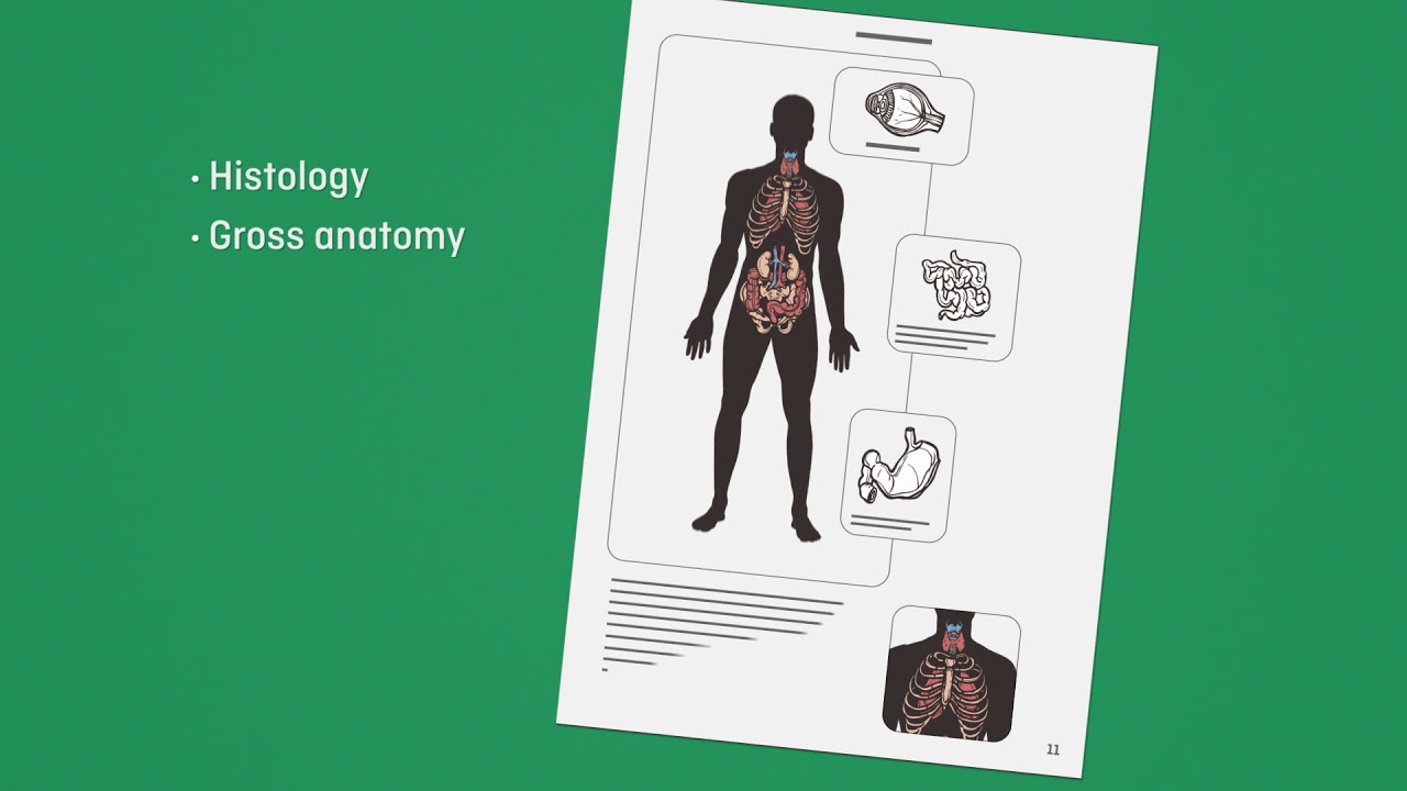 Medical Illustration   How it Works