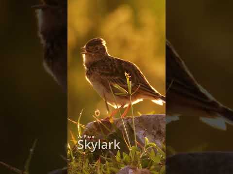 Grassland Wildlife Singer To A Skylark | Bird Sing | Sony FX3 | Sony ECM - XM1 Mic | Sony 200-600mm