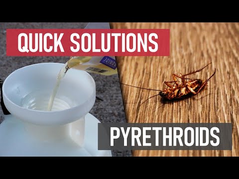 Quick Solutions: What are Pyrethroids?