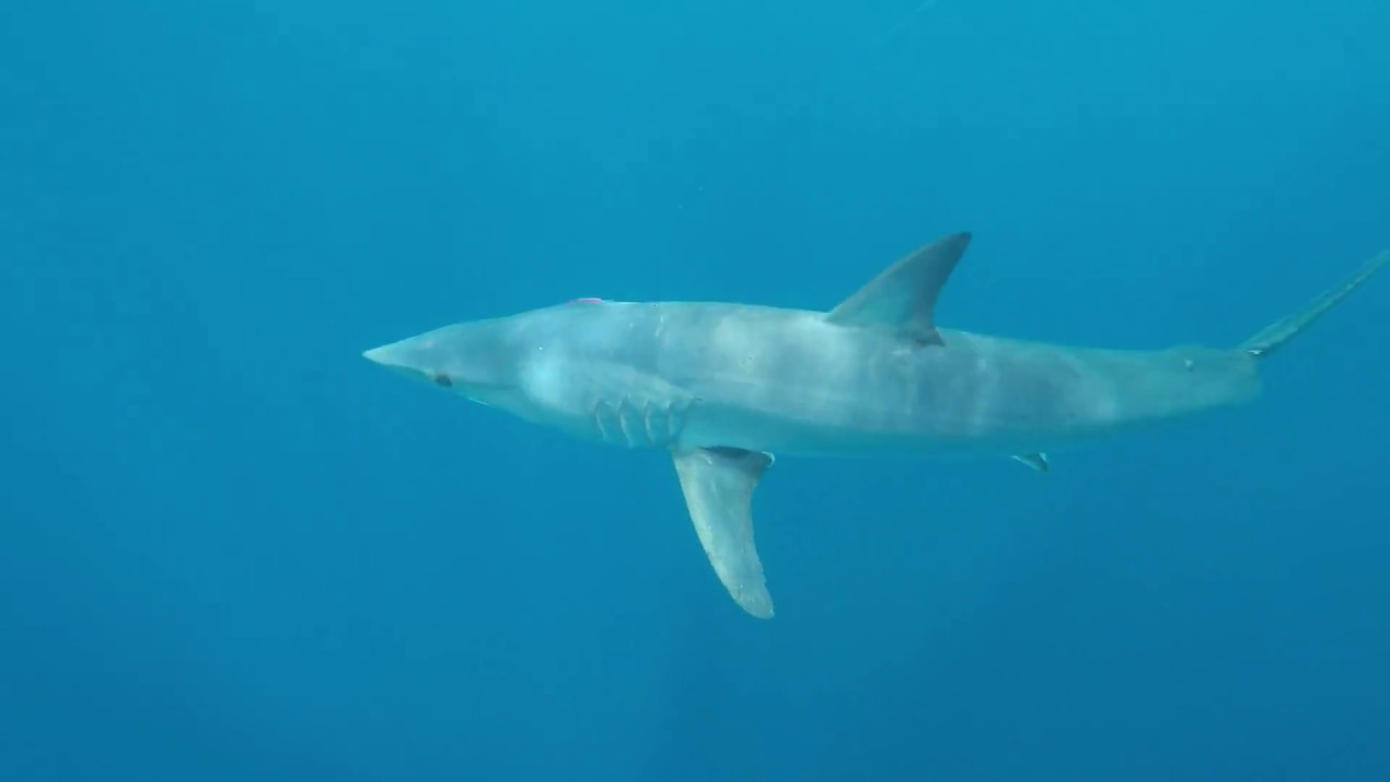 IFISH Monster Mako Shark on FLY!