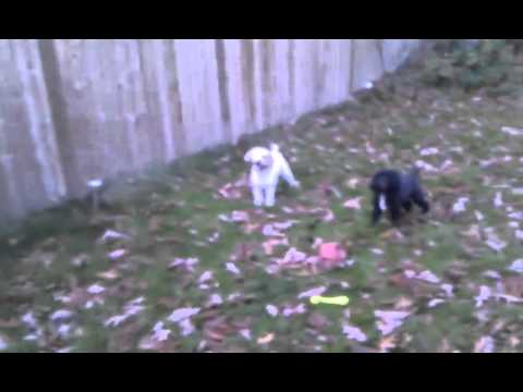 Steam Community :: Video :: D'ya like dags?