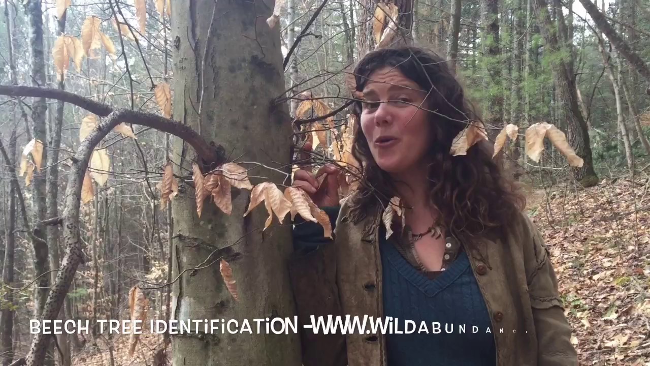 Tree Identification | Beech Tree ID | Wild Abundance