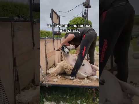 Why do we shear sheep?
