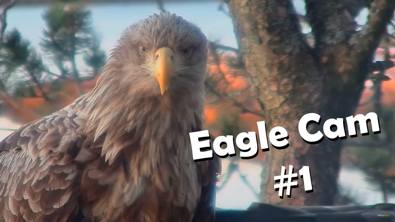 Eagle & Falcon Nest Cams - Live Webcams | GeoWebcams