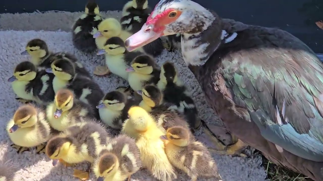 Baby ducks hatched in our yard.